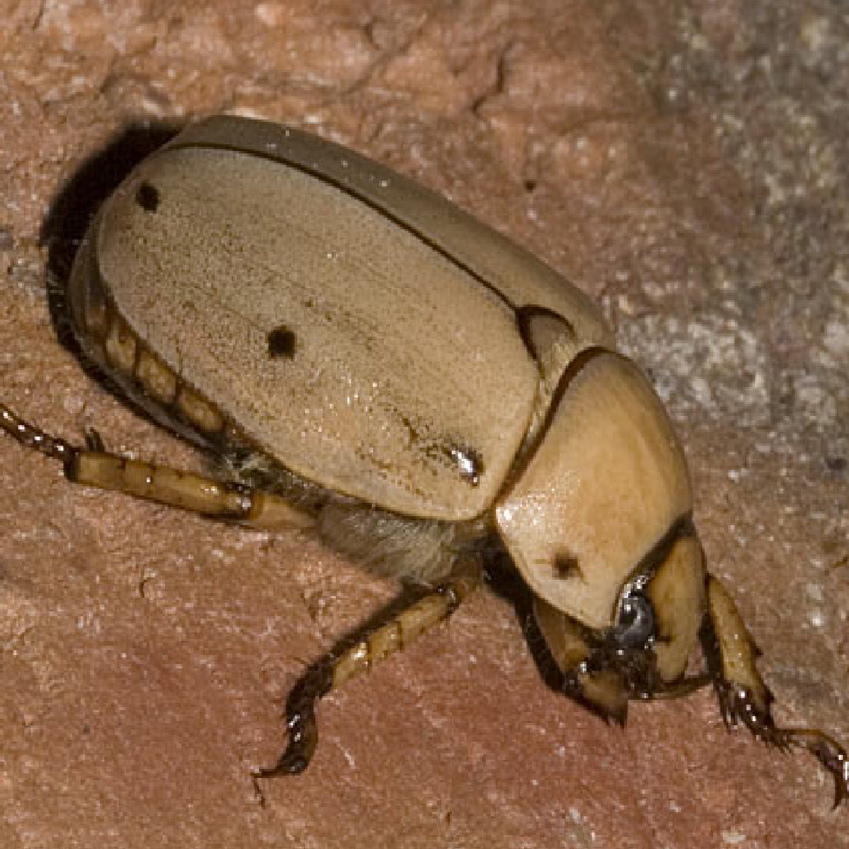 beige beetle bug | arccus