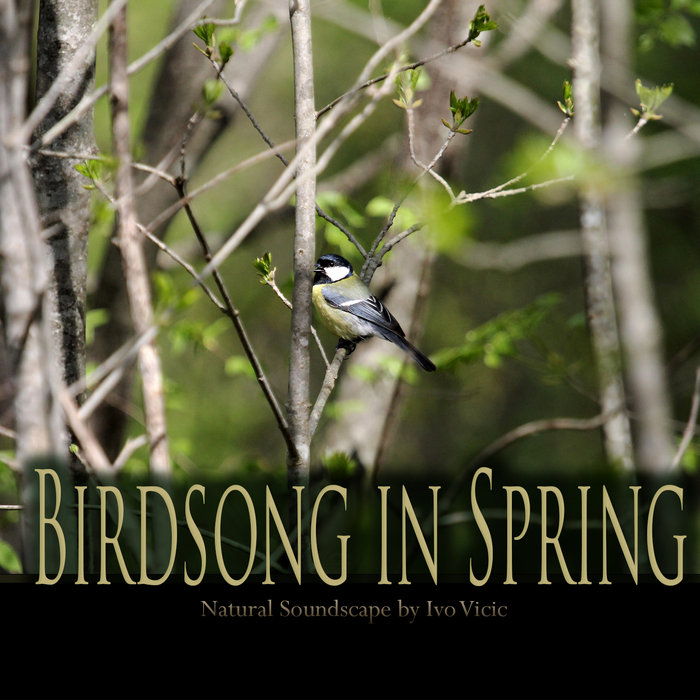 Birdsong in spring - various birds | Ivo Vicic