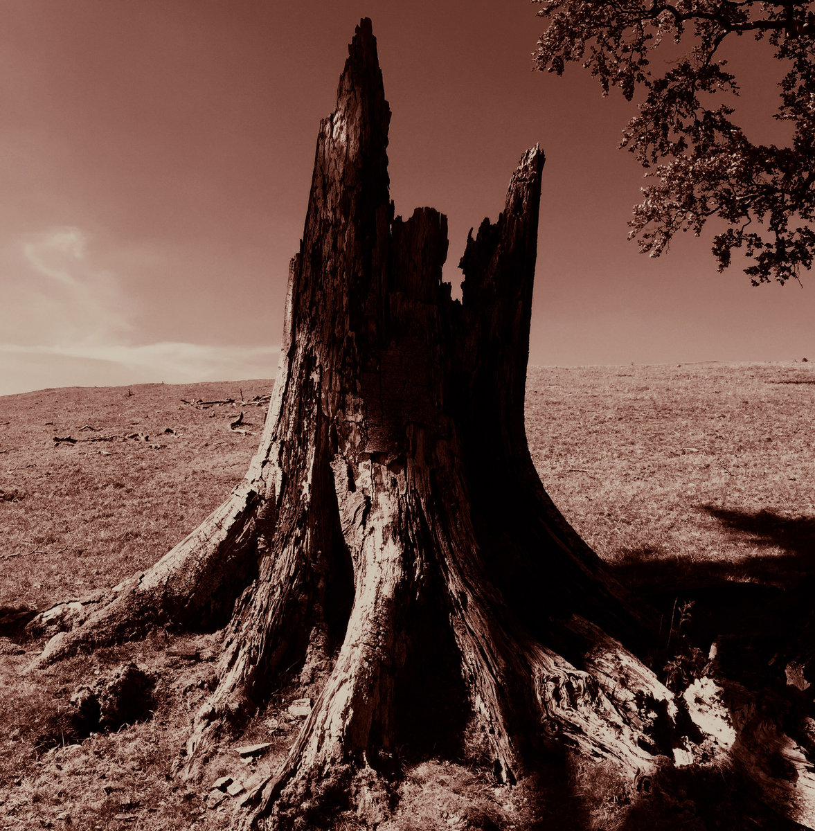 20 Twenty Vision | Thought Bubble