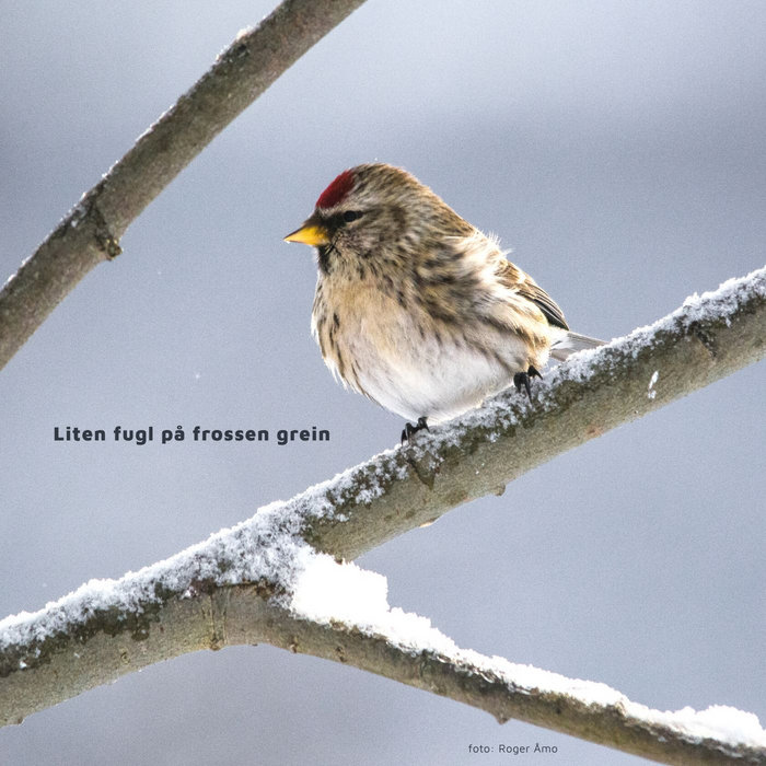 Liten fugl på frossen grein | Eline Hellerud Åsbakk
