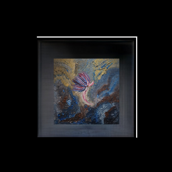 Starry | Black Sapling