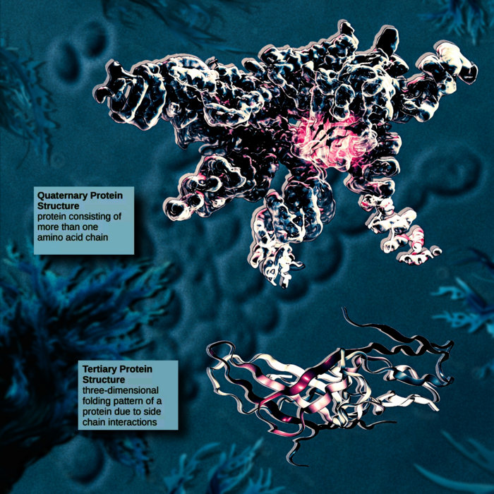 Quaternary/Tertiary Protein Structure | Blue Wind Echo