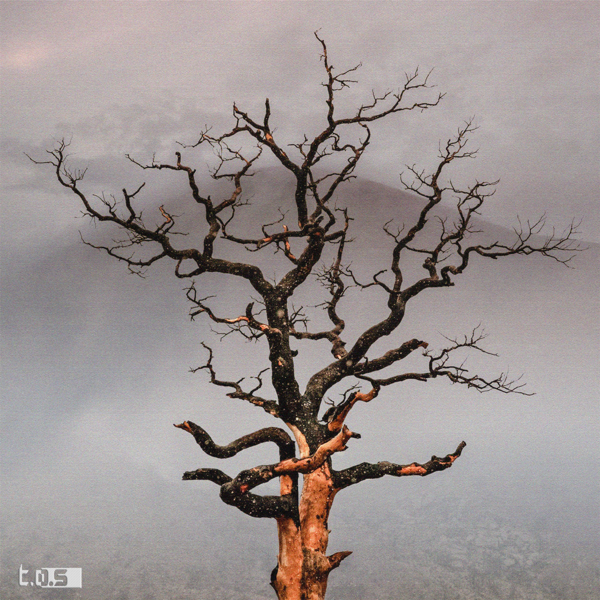 Sequoias | Miles Powers