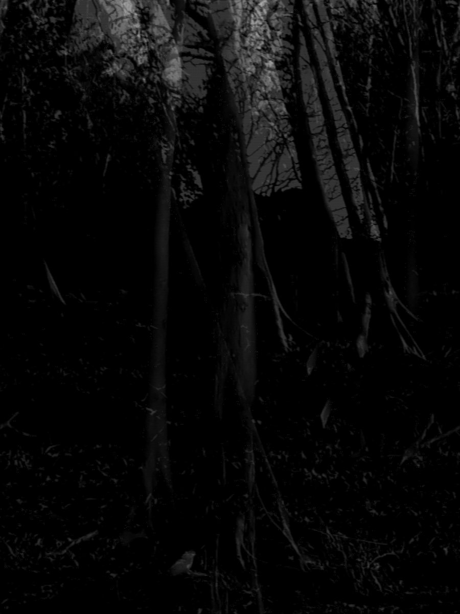 Dark Wilderness | Dejection