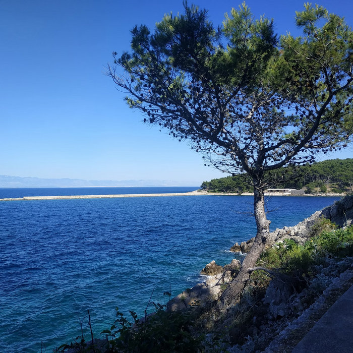 Big Tree & The Merman #1 | Sequoia Smith