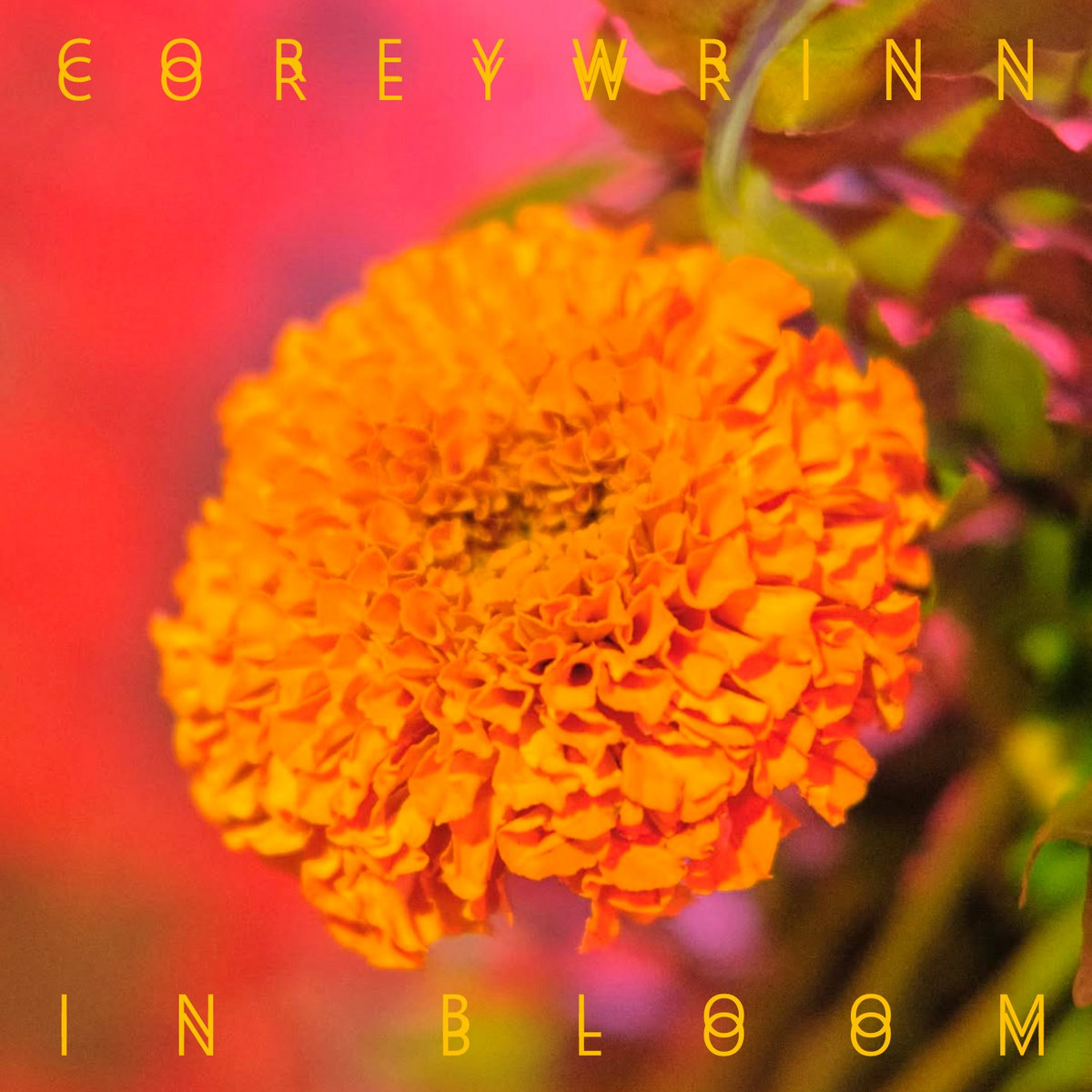 In Bloom (Live from the In Bloom Listening Series) | Corey Wrinn