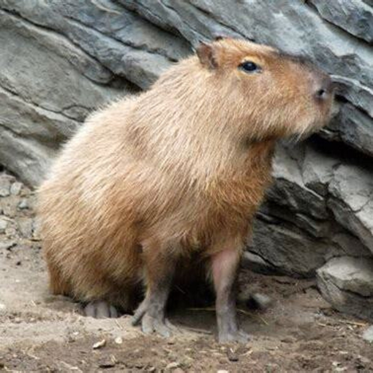 Capy Comp, Vol. 1 | Capy Posse | Adebisi