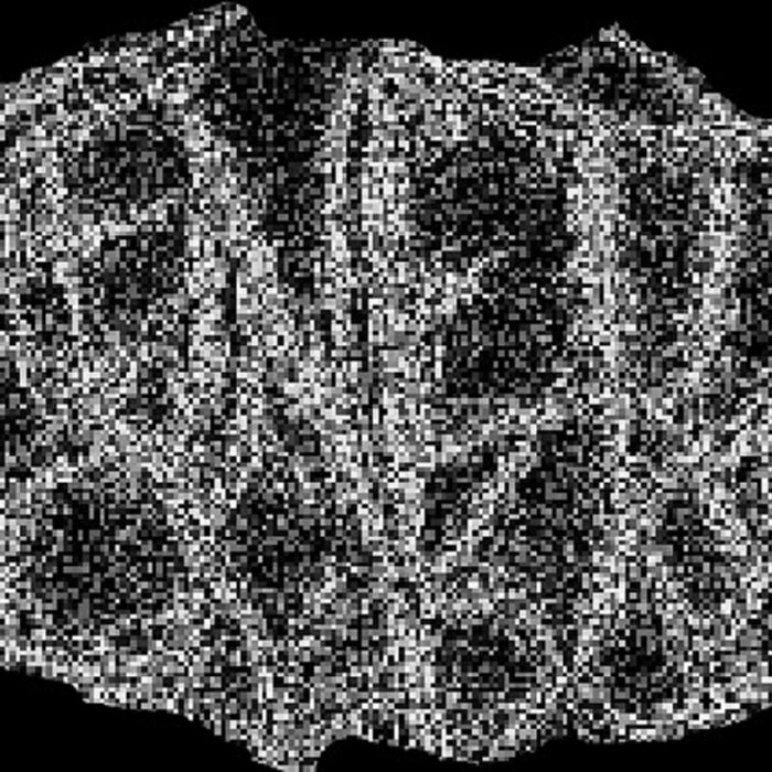 Testicular Hemorrage | Genetic Cock Rot