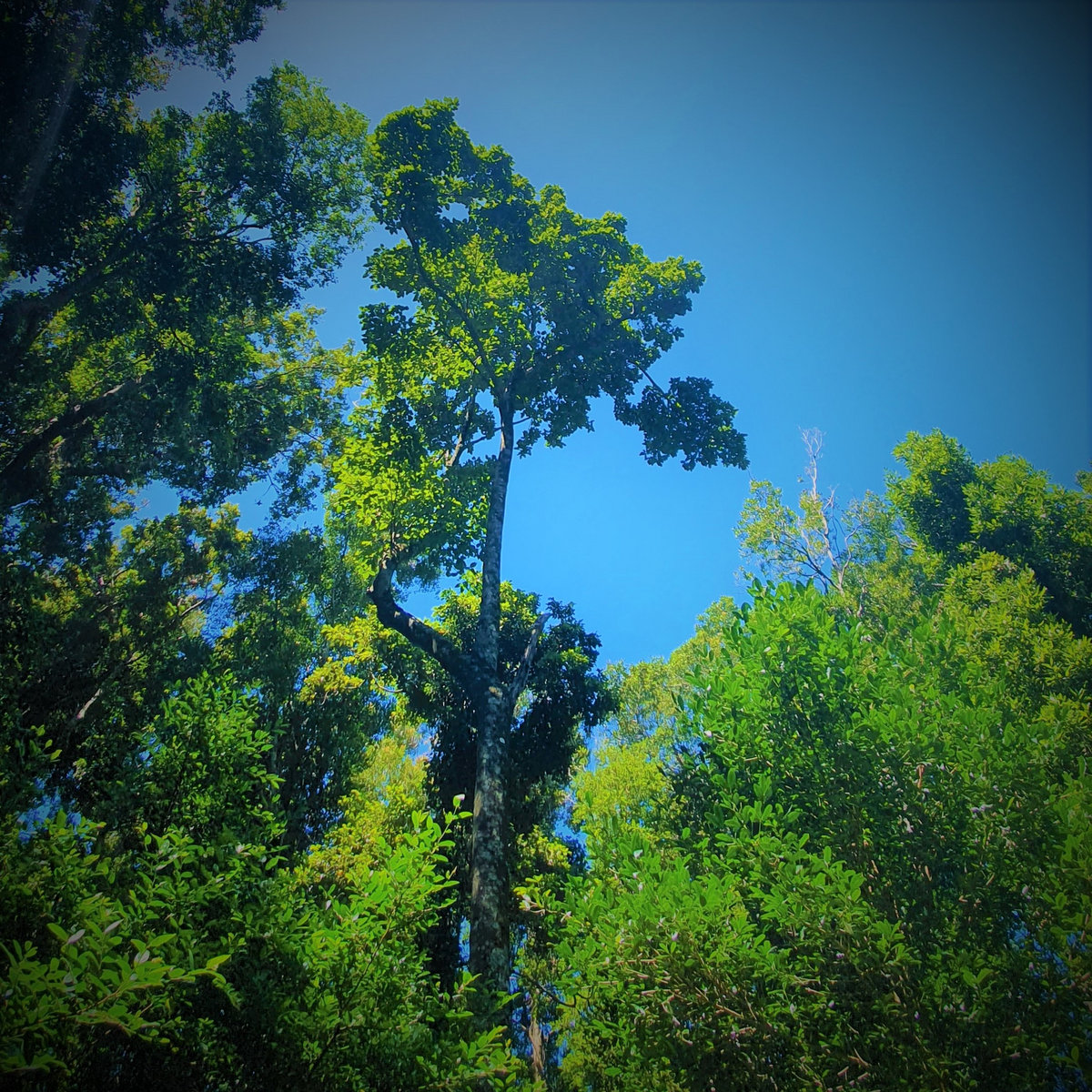 Minnamurra Rainforest Tay Hikes