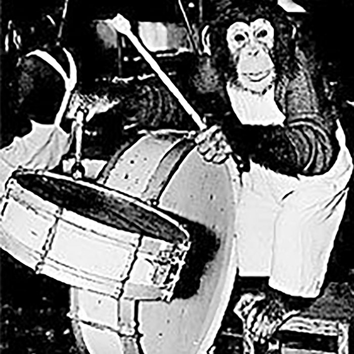 Chimpanzees on Drums | Hans Bunn