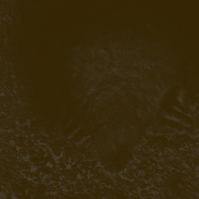 Mole | Chypho