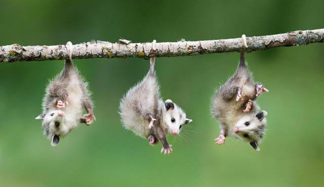 Dancing With the Possums (4-track demo) | Johnny J Blair "Singer at Large"