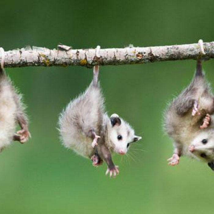 Dancing With the Possums (4-track demo) | Johnny J Blair "Singer at Large"