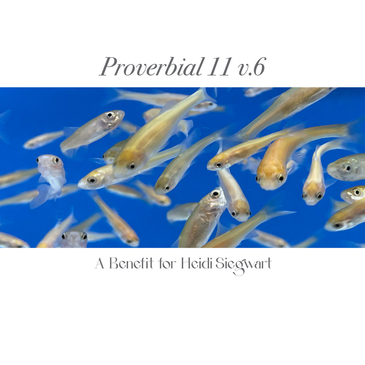 Proverbial 11 v.6 | Proverbial 11