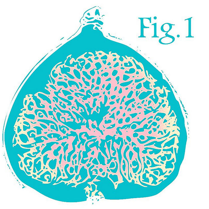 fig 1 | fig
