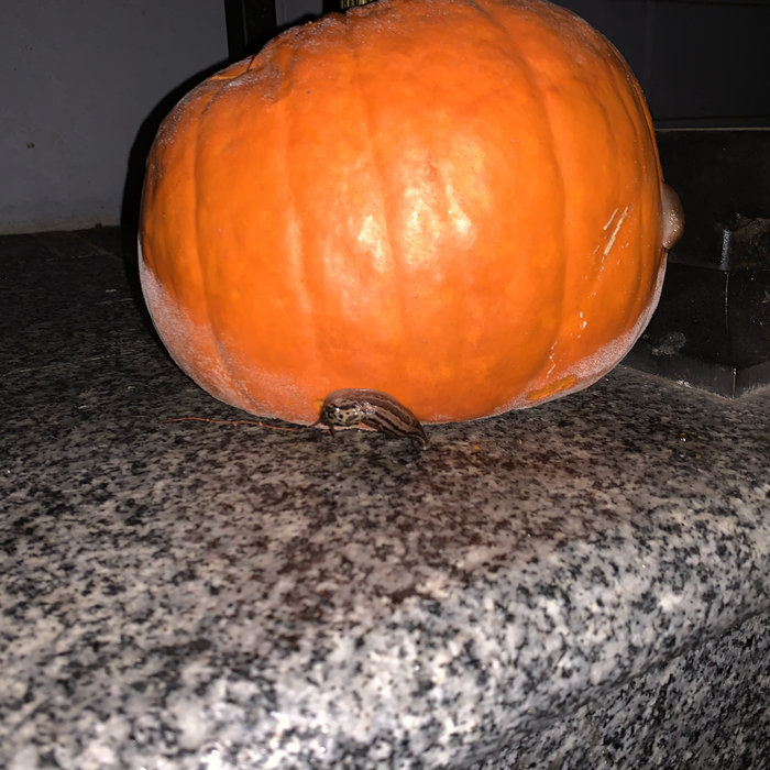 [demos] | peripheral fading