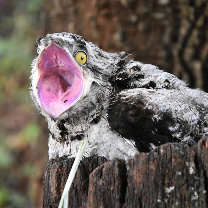 Common Potoo - Song (Brazil) | Odirlei Vieira da Fonseca | Bird Sounds ...