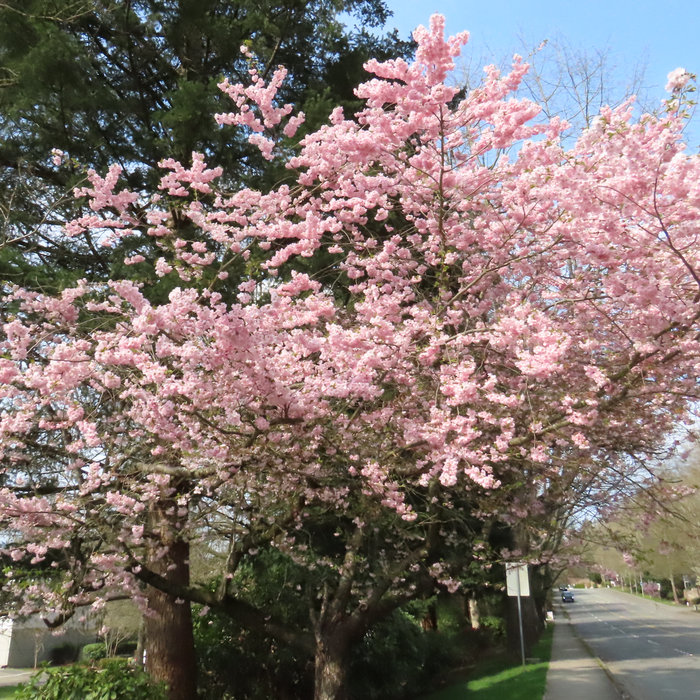 Brightwater Park And Bothell, WA (03-30-2025) | FKF