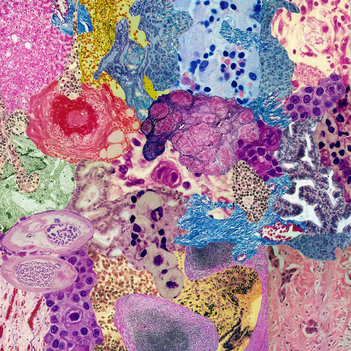 Fresh Ideas For Transforming Natures Most Perfect Shapes | CRONIES