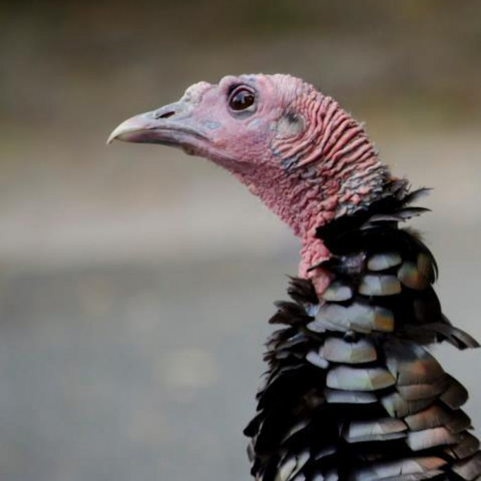 Ode to the Somerville Turkey (Fred's Song) | Friends of Fred (Rachel ...