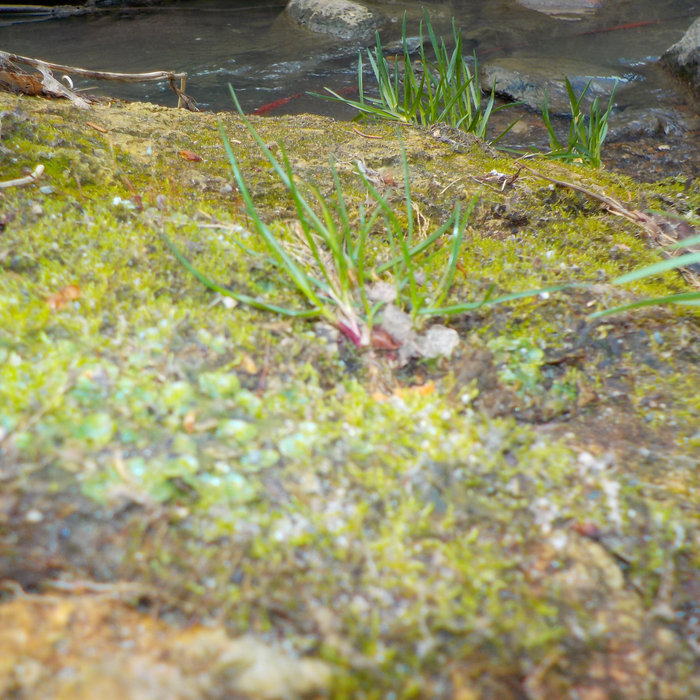 demos :) | crack wizard