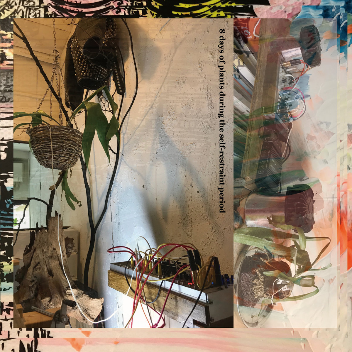 8 days of plants the self-restraint period | Platycerium