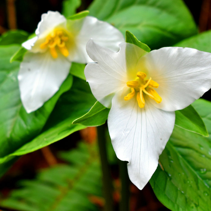 Savior Spring | Saro Lynch-Thomason