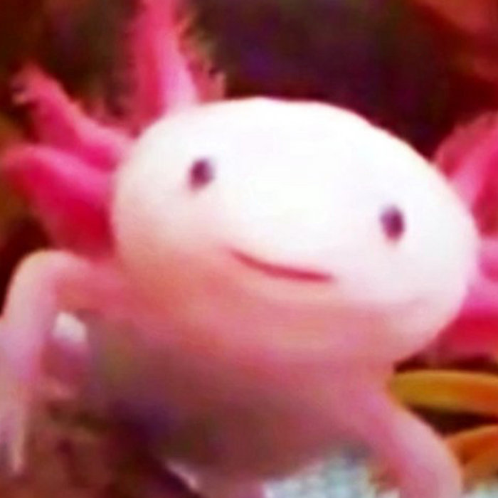 the Very Precious Smile of Axolotl | Forest of Frogs