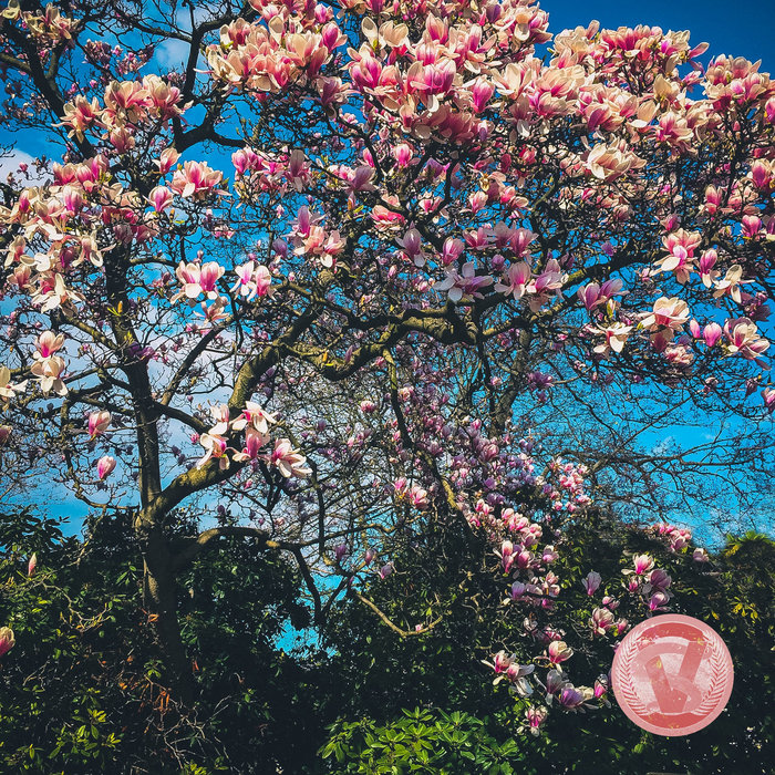 A Walk in the Park | Azido 88, Moon Ghetto | Vine Swing Records