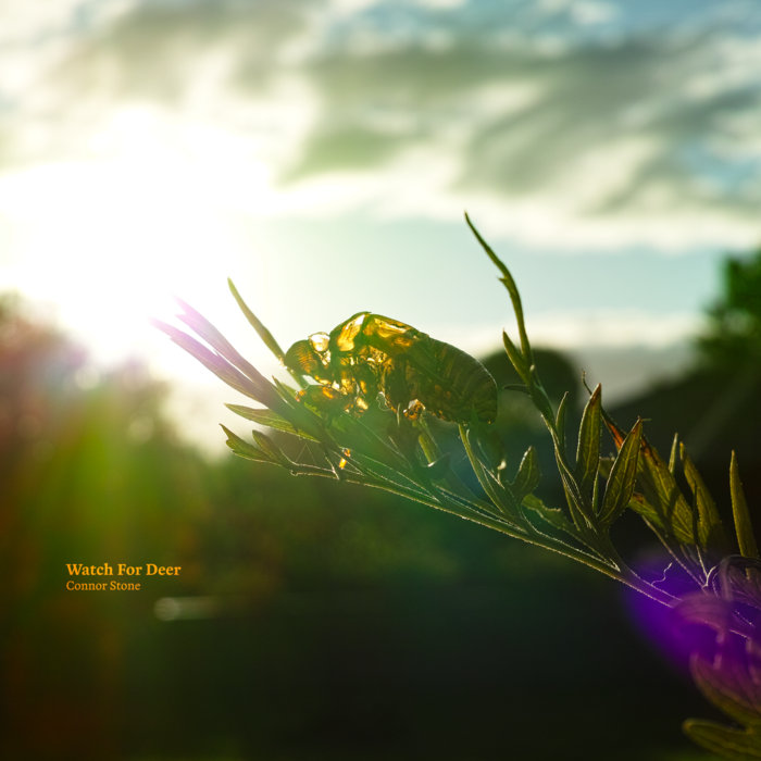 Watch for Deer | Connor Stone