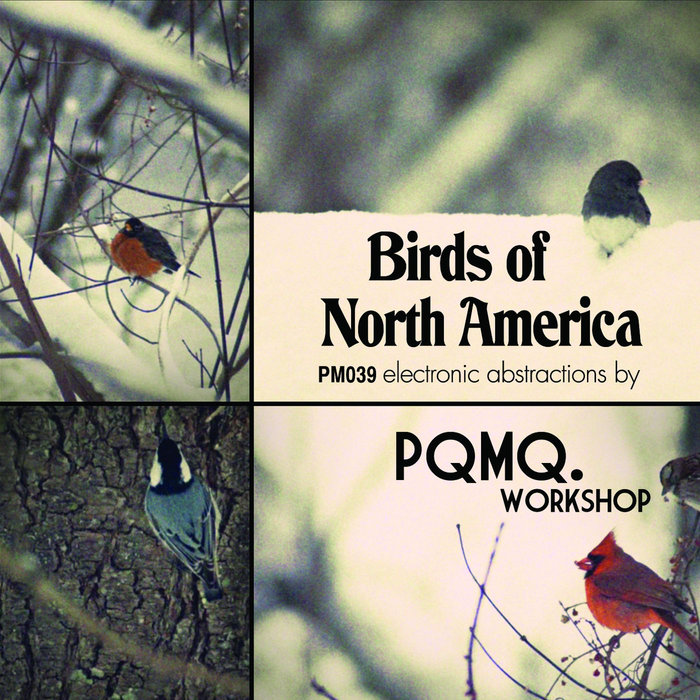 Birds of North America | Plastiq Musiq Workshop | Plastiq Musiq