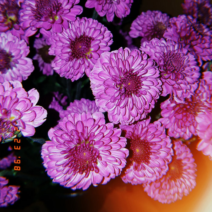 Relaxing Retreat: A Selection of Purple Palm | Purple Palm