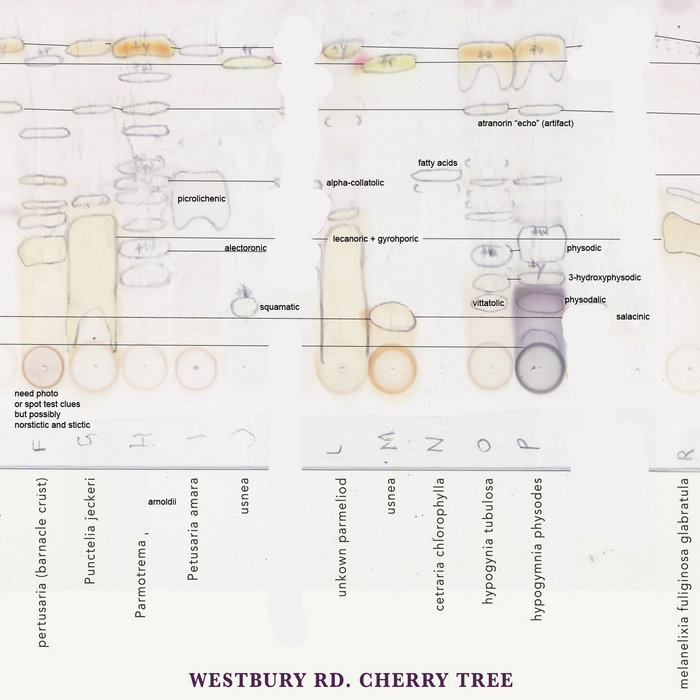 The Sound of Lichen Chemistry - Lichen Chemistry of a Suburban Cherry ...