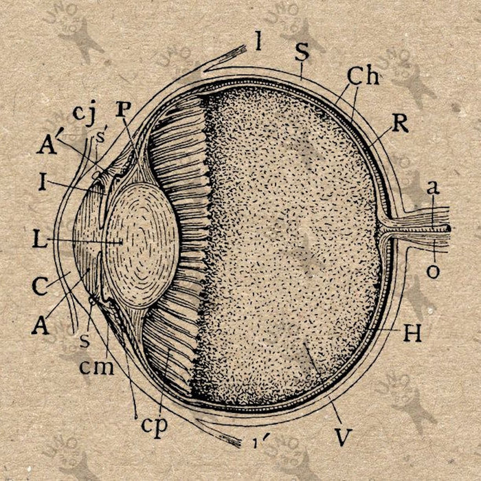 Live at Flicker 2017 | Jacob Sunderlin