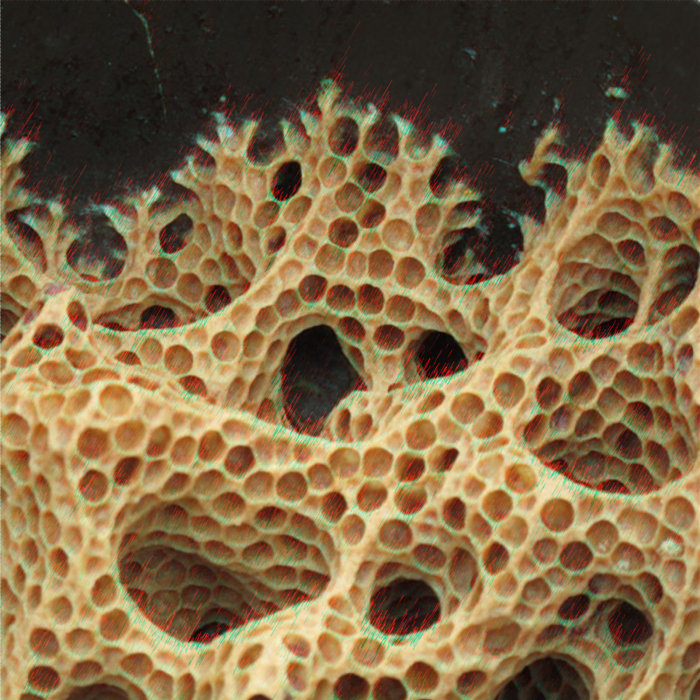 Natural Forms | Thomas Lumley