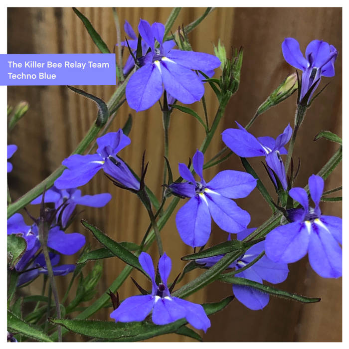 Lobelia Techno Blue