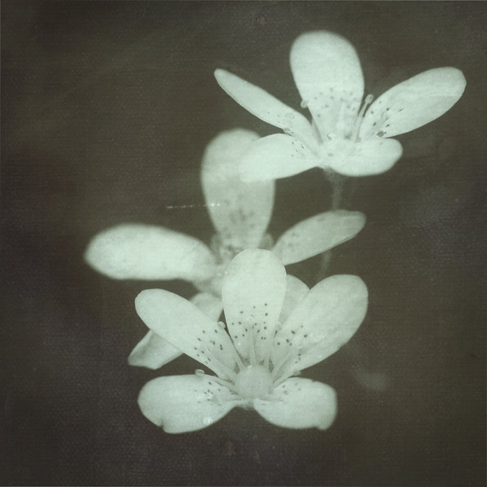 Where Her Flowers Still Bloom | Tides | whitelabrecs