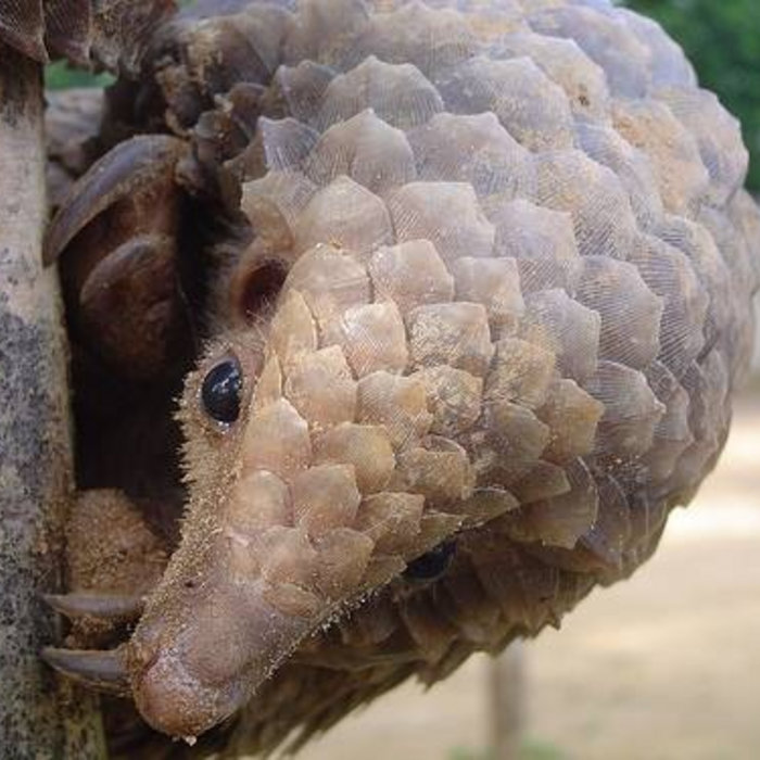 Mammals with scales | Age of Mammals