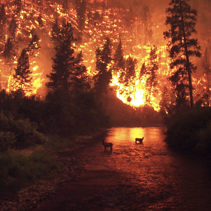 Forest in Fire and Gold | Wold Shadow