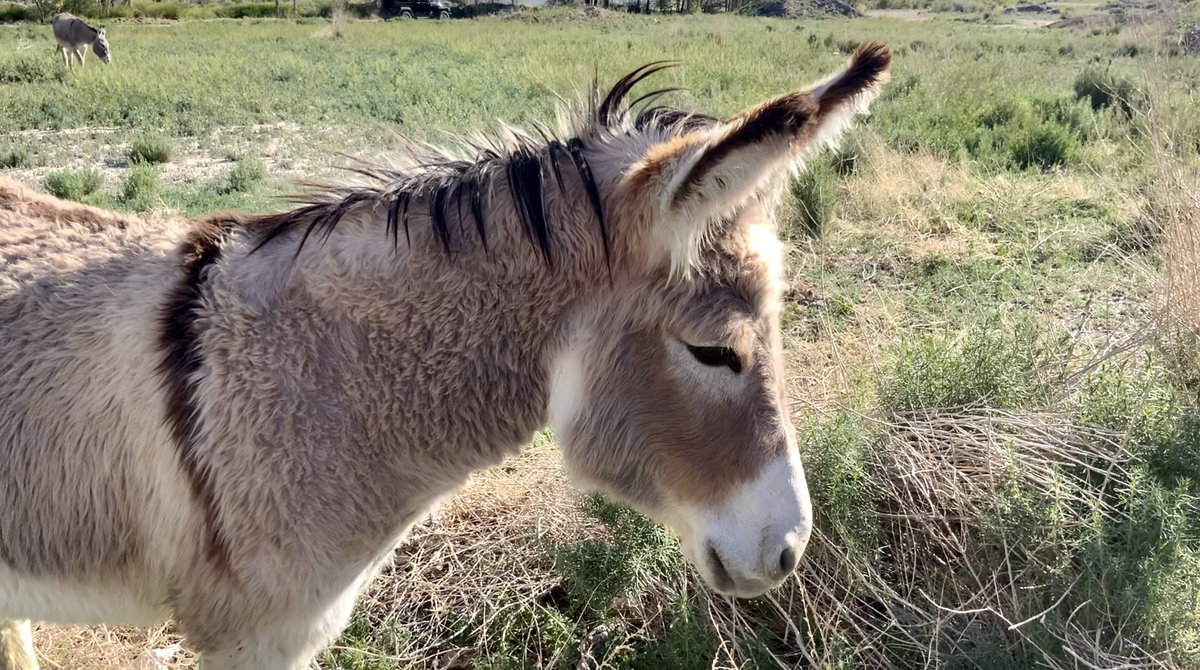 Xaria 21 | Trace Hints