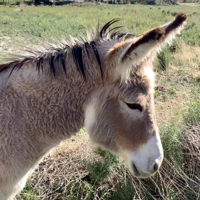 Xaria 21 | Trace Hints