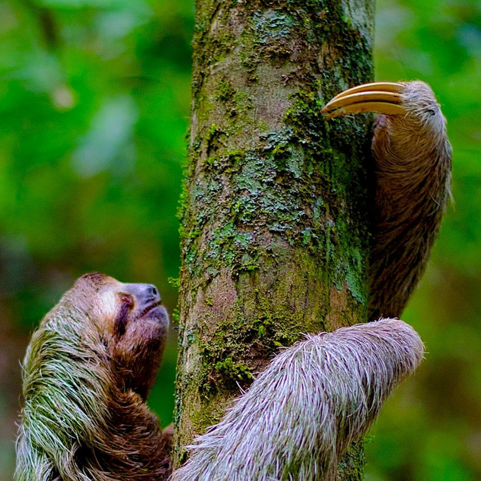 Salt Pillar | Slaugth