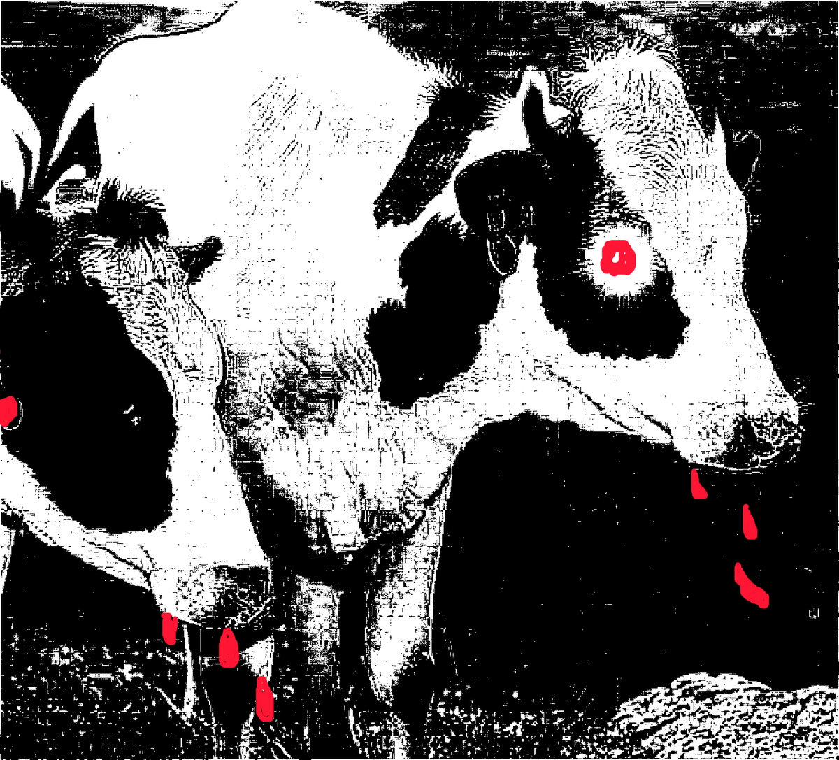 C'est L'Age Bovine | Evil Cow