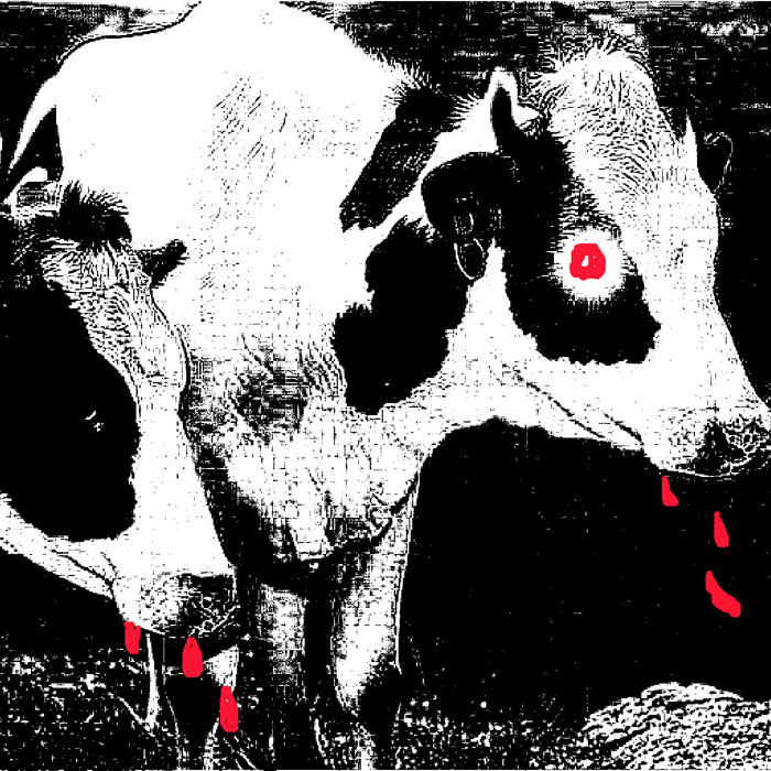 C'est L'Age Bovine | Evil Cow