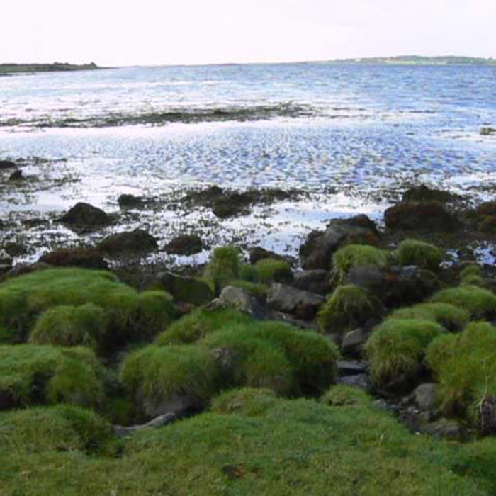 Foolish Fish | Bridget O'Toole