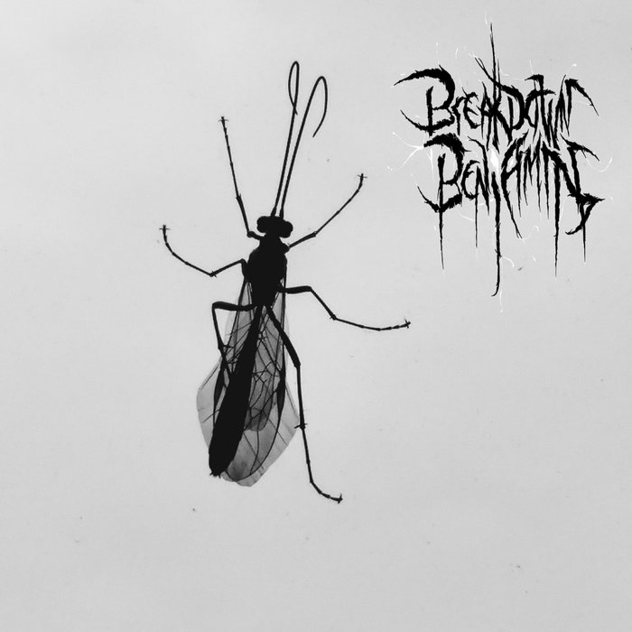 Bug Songs | Breakdown Benjamin | Evening Disclosure