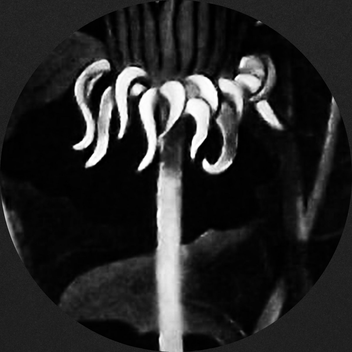 CNR043 | Carl Neuberg