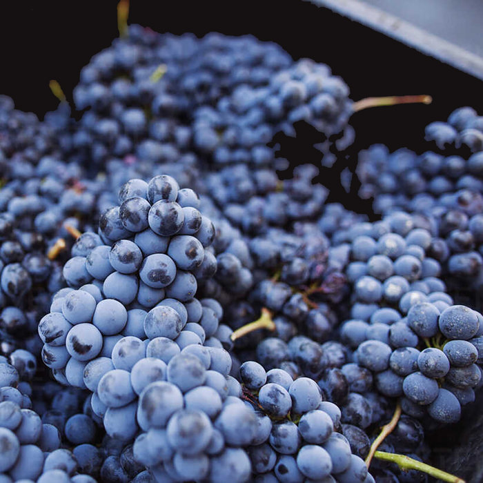 Loose Grapes | Jon Reyes