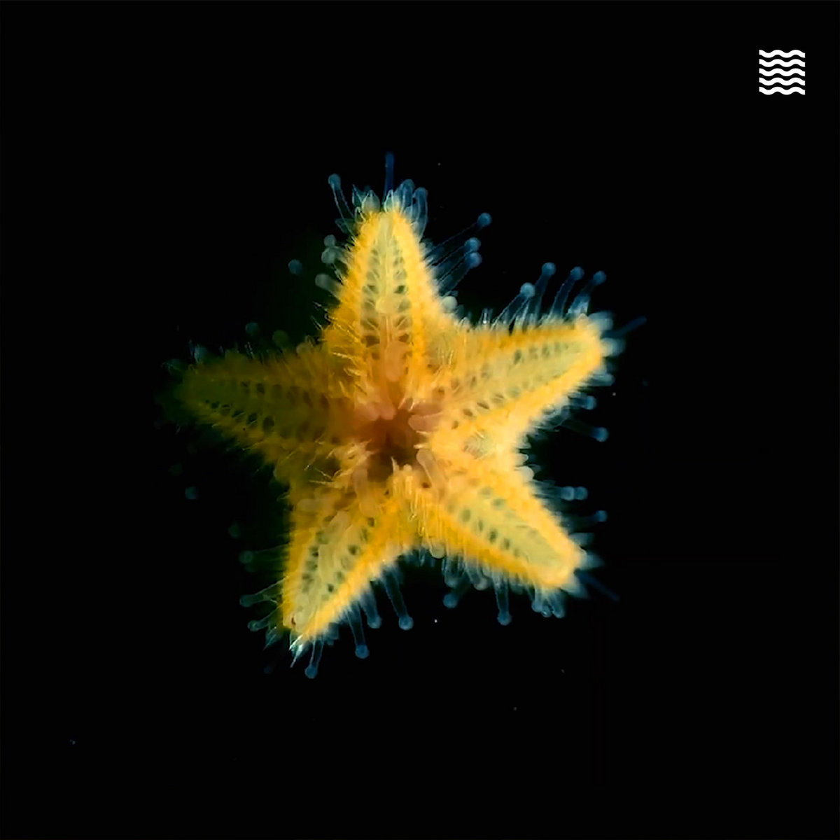 Bioluminescent Starfish