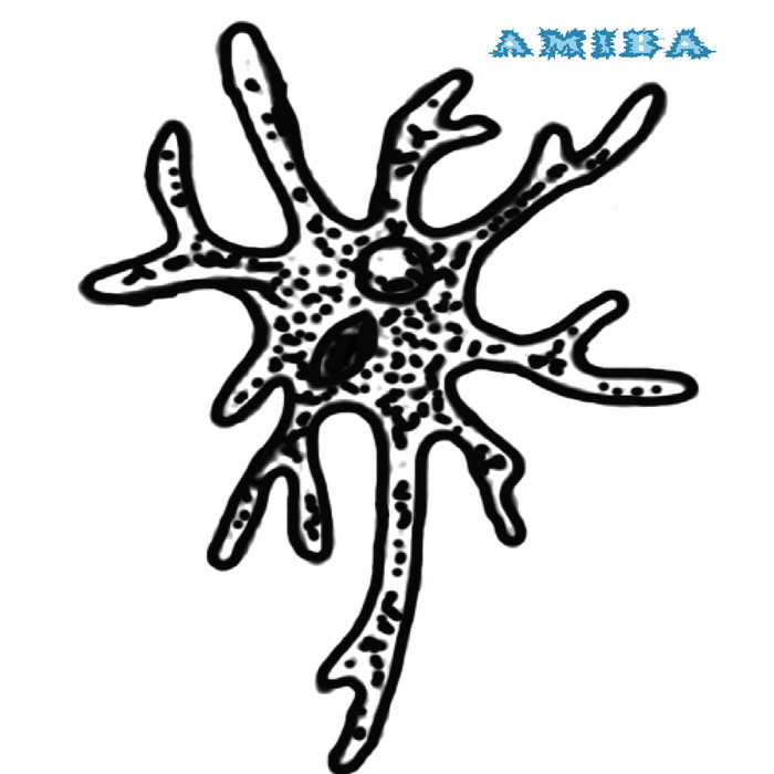 AMIBA II (Full-Length - 2023) | AMIBA | Podreira Records